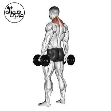 شراگ دمبل ایستاده آموزش اجرای صحیح حرکت آموزش ویدیویی 0907