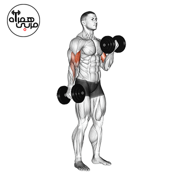 جلو بازو دمبل تناوبی چرخشی ایستاده آموزش ویدیویی اجرای حرکت 5524