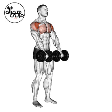 نشر جلو دمبل ایستاده آموزش ویدیویی اجرا حرکت مربی همراه 0049